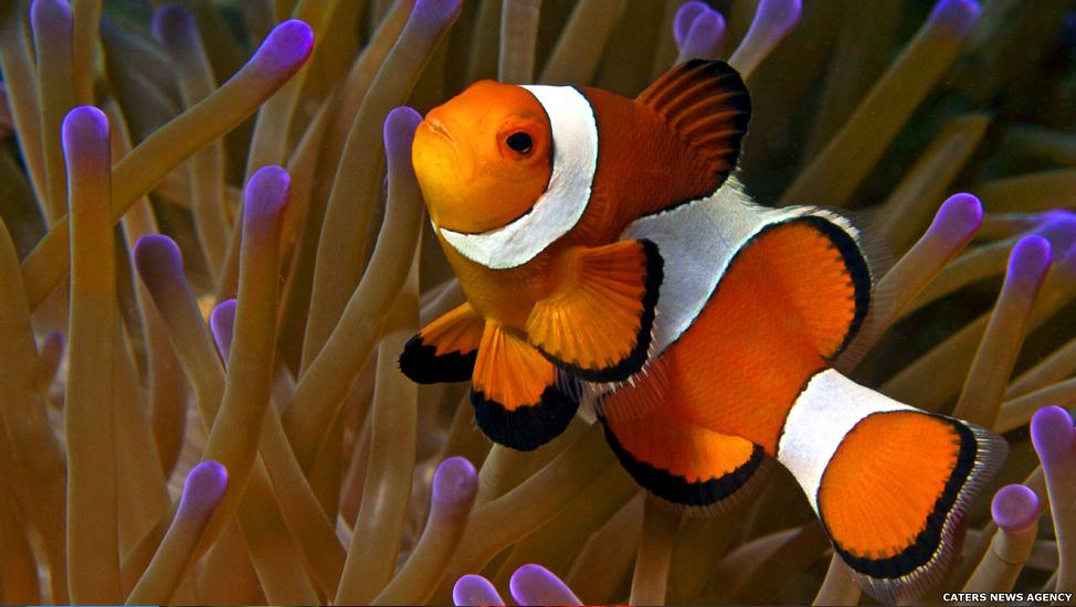 Un Mundo en Paz: El colorido mundo animal