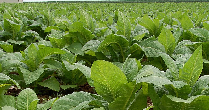 drogadiccion: QUE ES EL TABACO