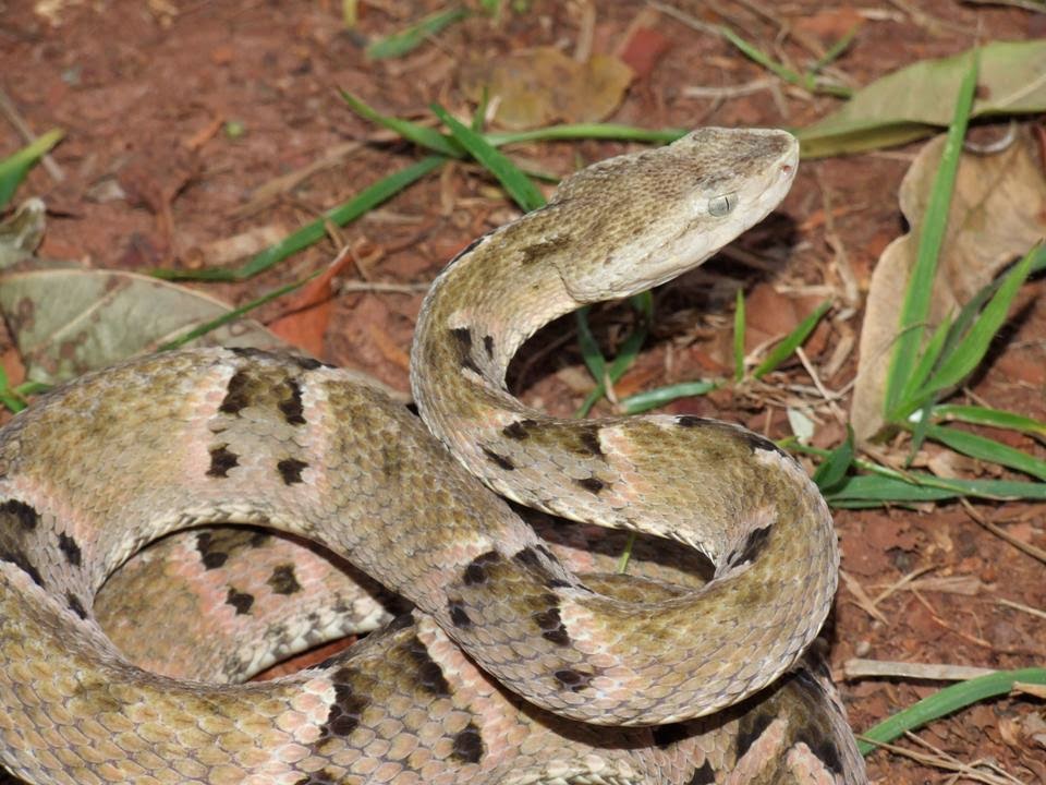 BioMania: Animais Peçonhentos: O que devemos saber sobre serpentes ...