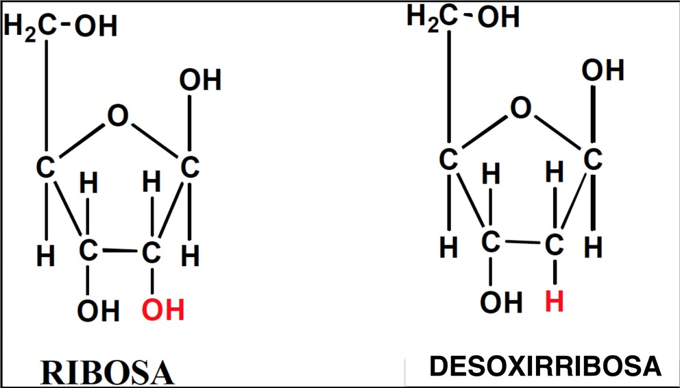 Bioquímica 2016