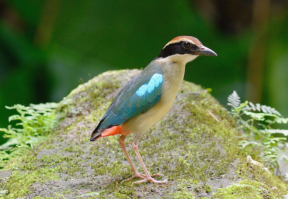 Birding Taiwan: Fairy Pitta!