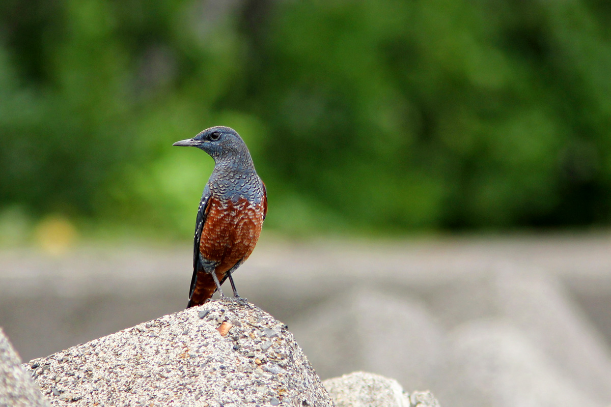 Unravel: Blue Rock Thrush
