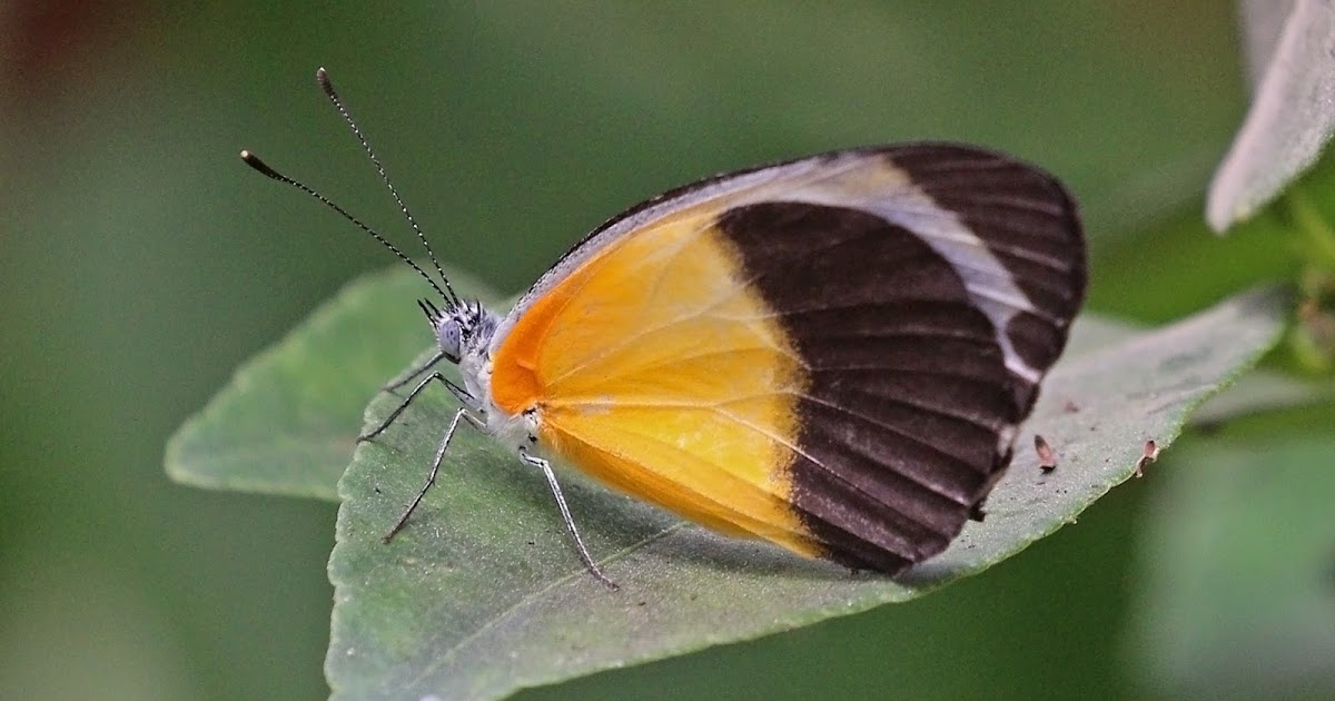 Variety of Life: Pieridae