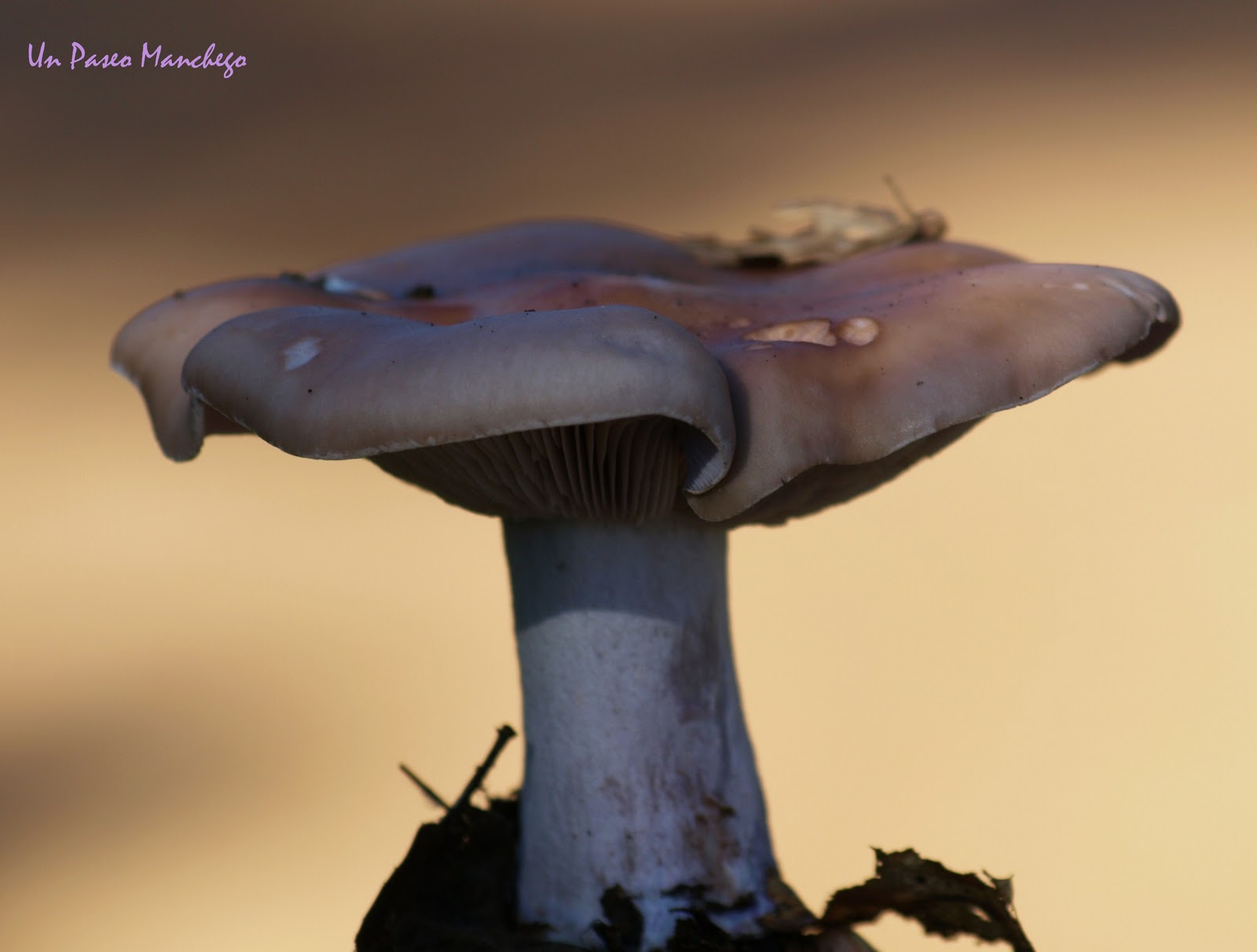 Un Paseo Manchego: Seta Pie Azul; lepista nuda.