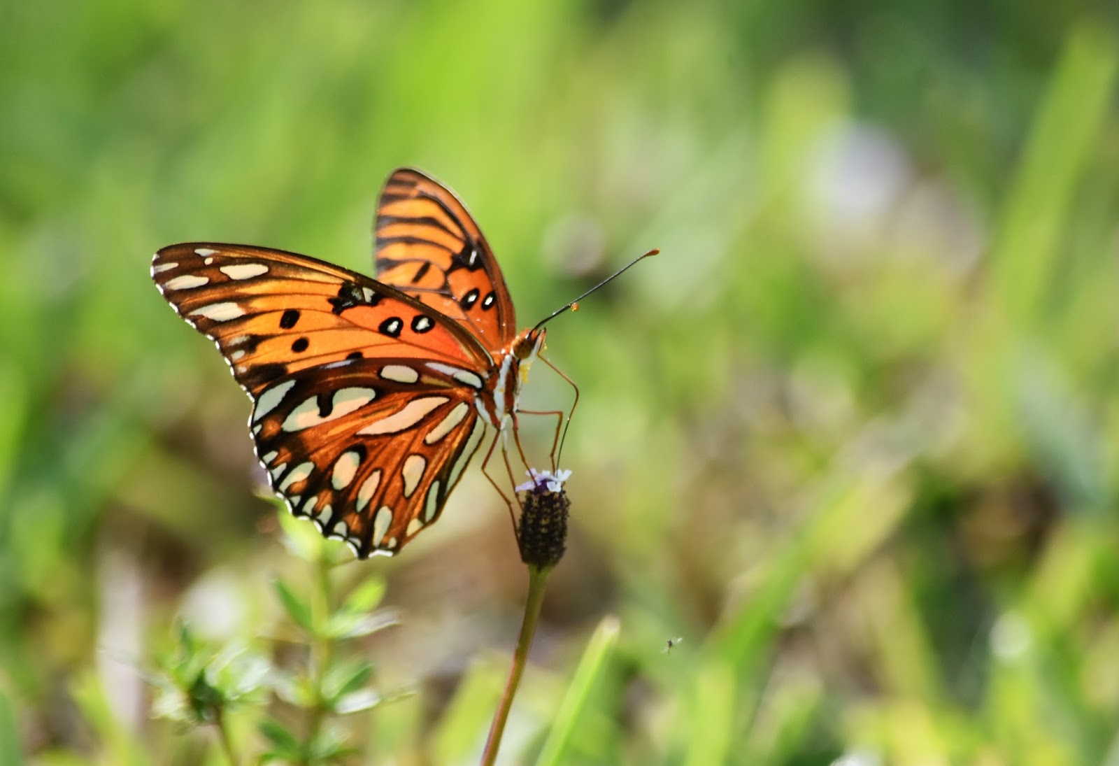 Ming Photography: Butterfly Busy Collecting Pollen (4 photos)