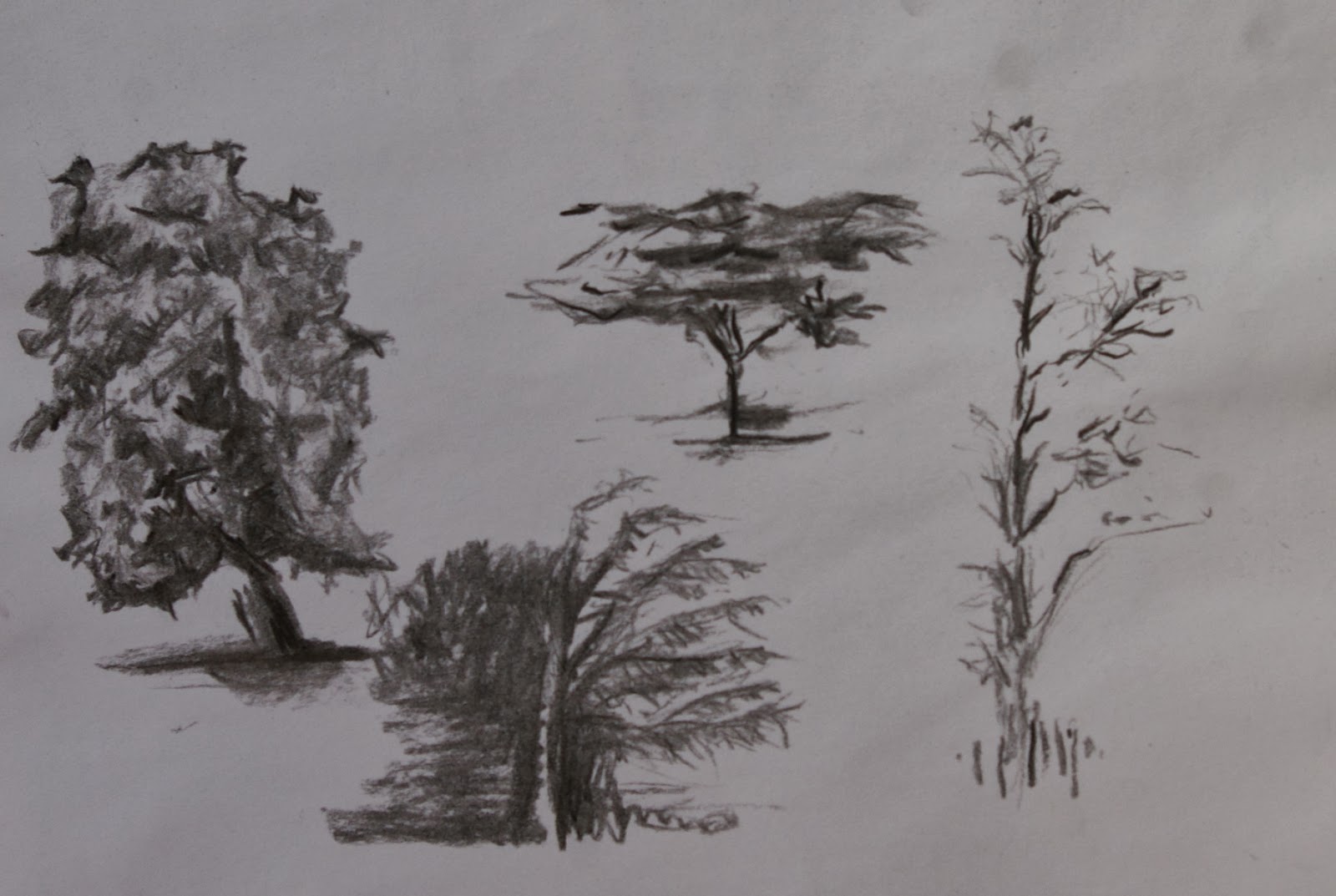 Aylish's OCA Learning Log: Project Drawing Trees: Sketching an ...