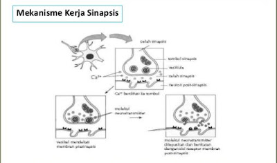 Proses Mekanisme Jalannya Penghantaran Impuls Melalui Sel Syaraf dan ...