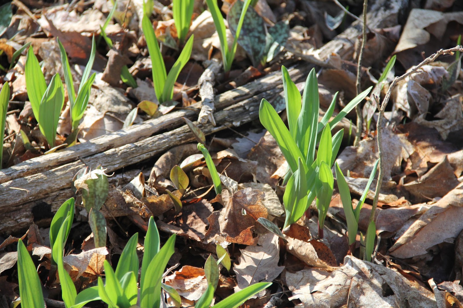 Isabella Conservation District Environmental Education Program: Wild Leeks