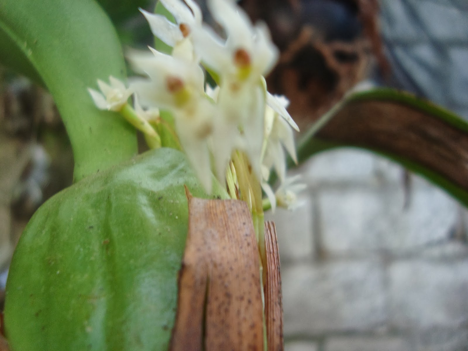 Orquídeas HElid: Maxillaria Densa