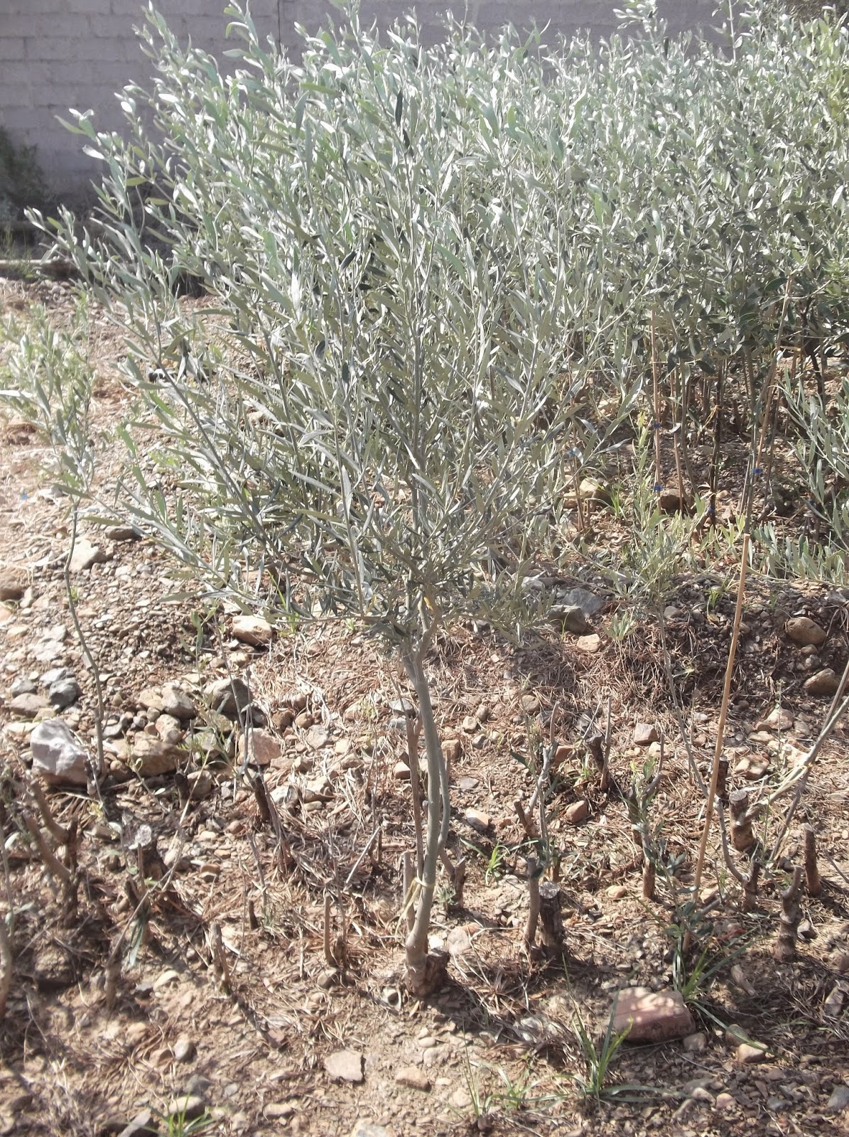 Ελιές και λάδι ελιάς Στερεάς Ελλάδας , Greek olive oil: Φυτώρια ελιάς ...