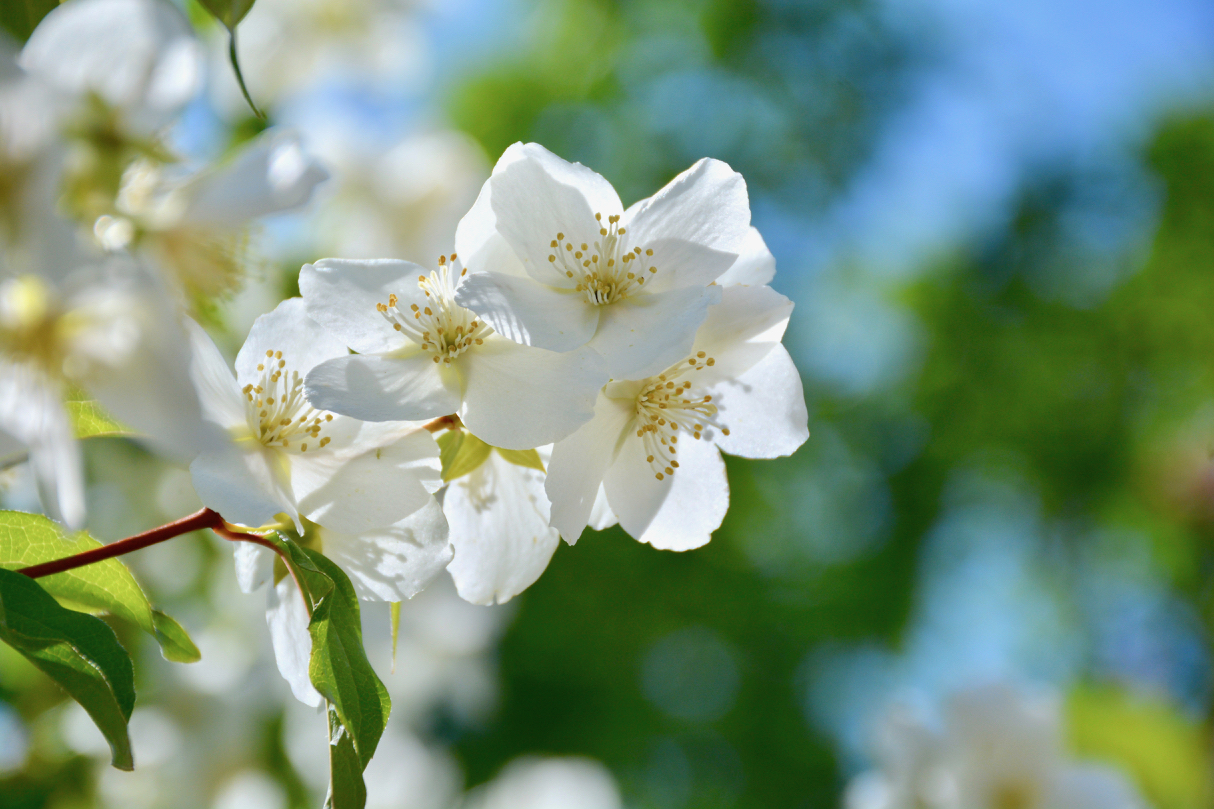 Suloiset jasmikkeet | Kanelia ja kardemummaa