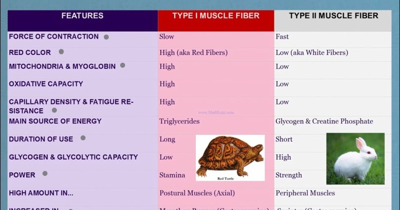 Class XI Biology: Red Vs White muscle fibres
