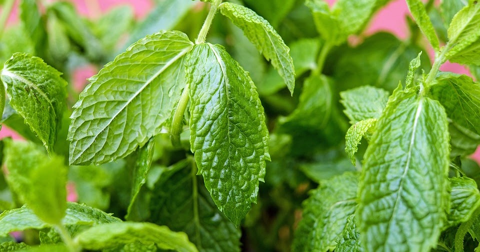 HOW TO GROW MINT - HOME AND GARDEN