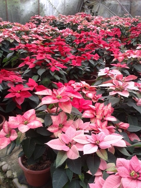 ENJOY'S OUR LIFE: BUNGA BUNGA DI KUNDASANG SABAH