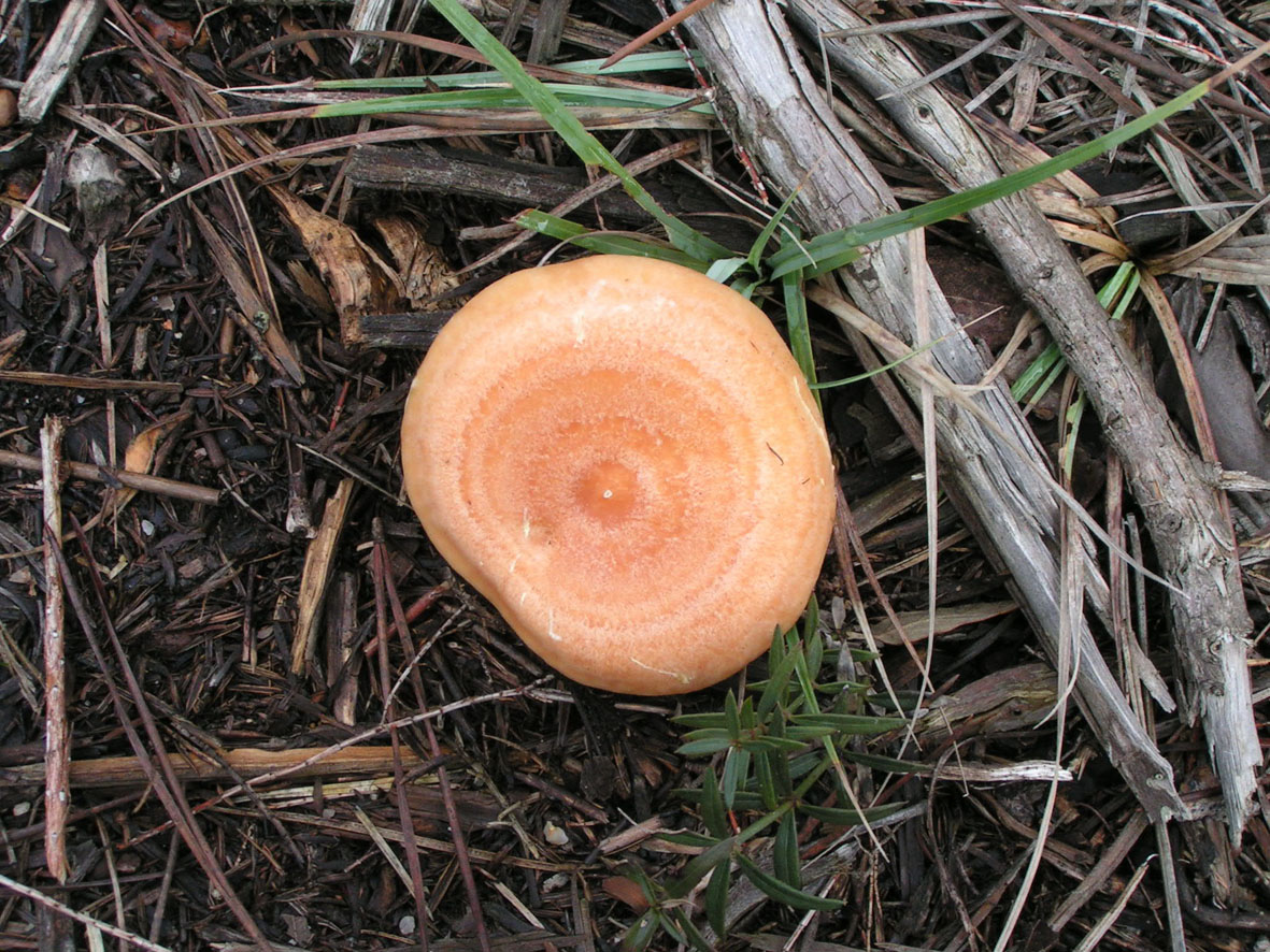 Bolets de Caldes de Malavella: Pinetell bord
