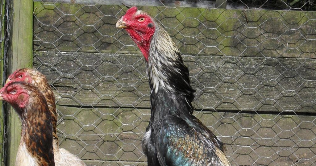 Candi Singo Jogja: Mengenal Taiwan Shamo