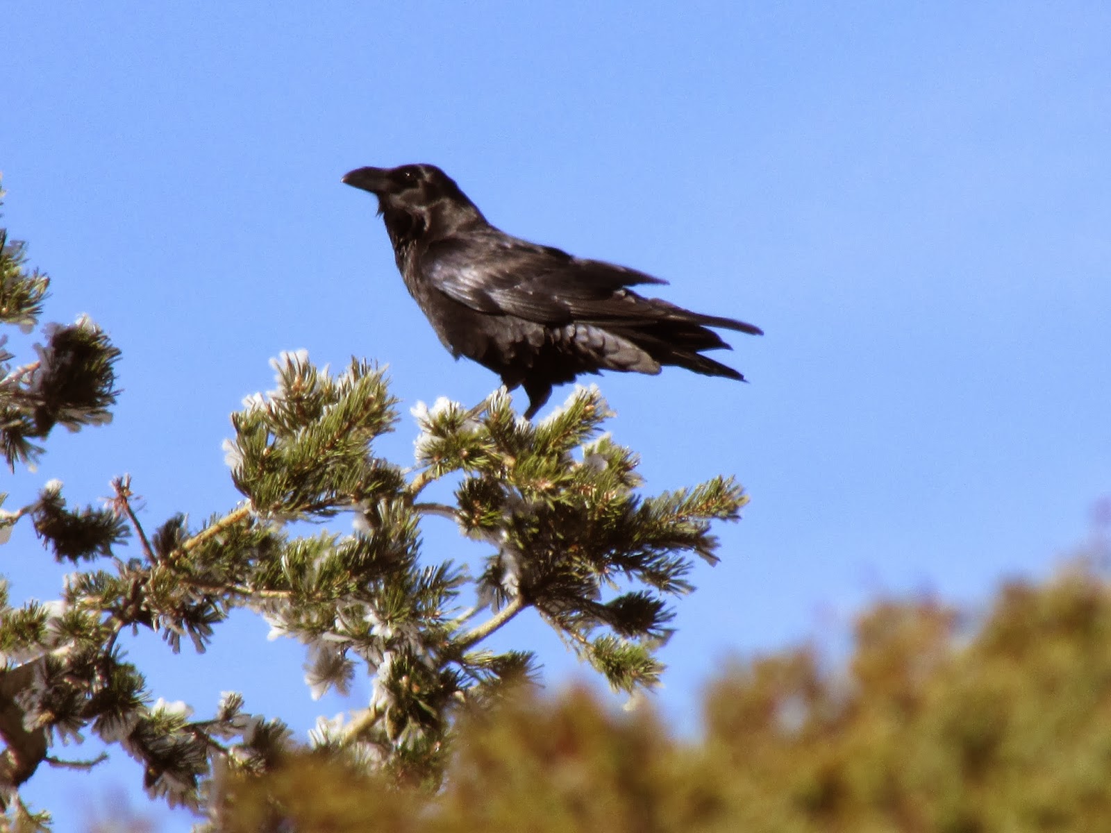 De campo por el Parque regional del sureste madrileño: Cuervo (Corvus ...