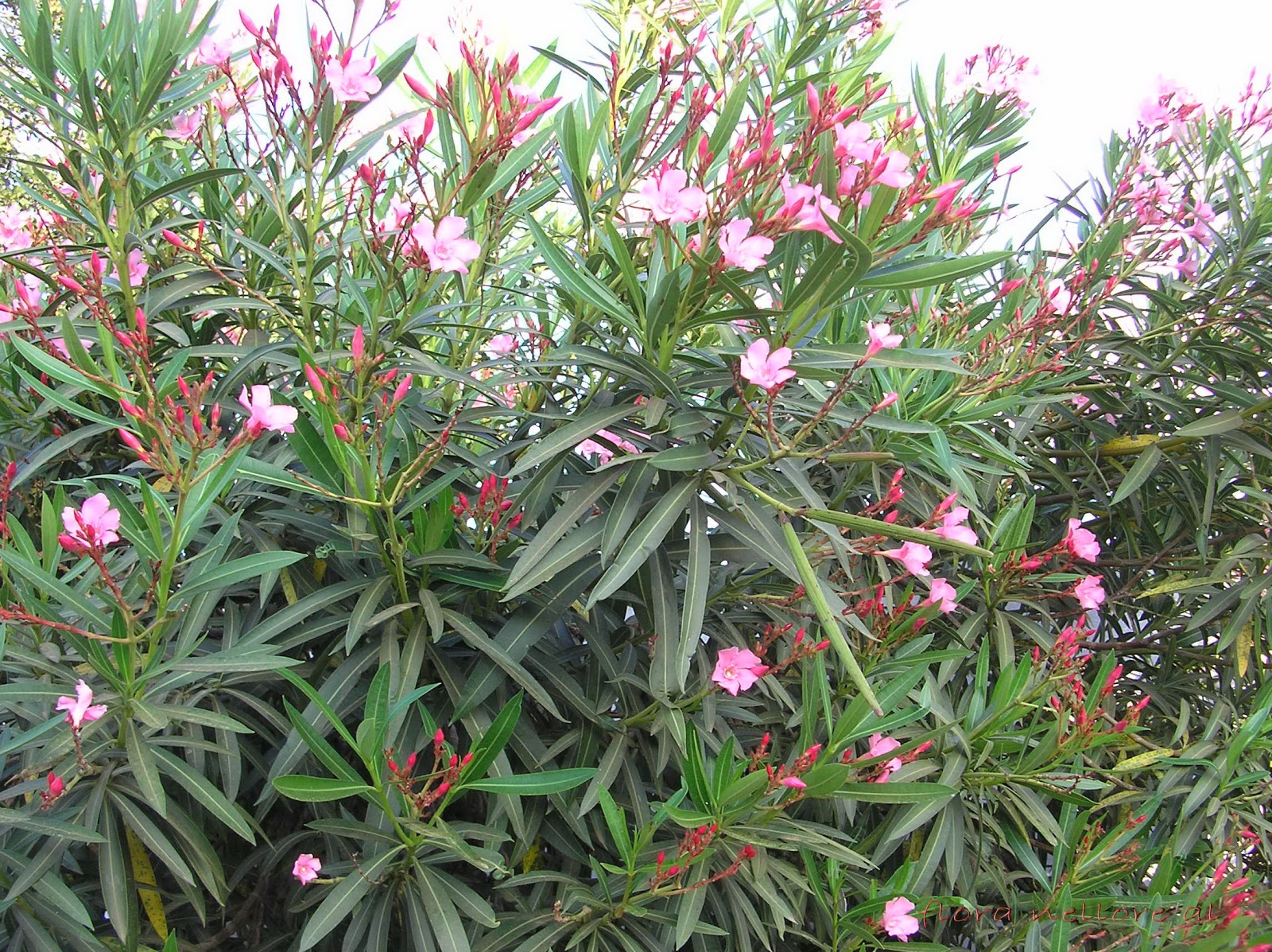Plants used for Ganapathi puja; Medicinal plants and Poisonous plants ...