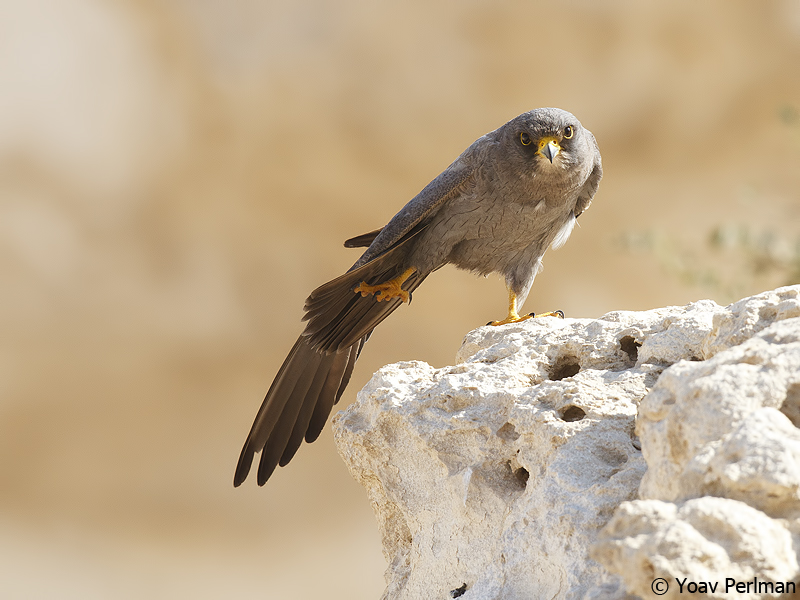 Yoav Perlman - birding, science, conservation, photography: Sooty Falcons