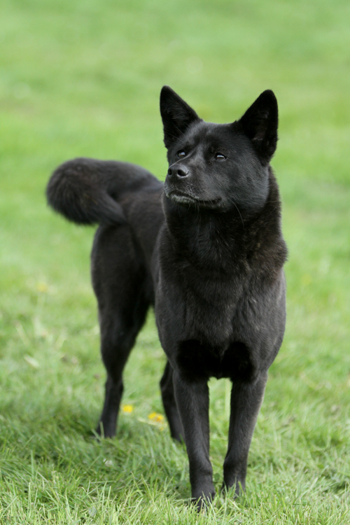 Cães & Cães: Kai Inu - 03