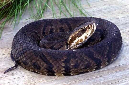 Science Facts: Seven Top Scariest, Venomous Big Snakes