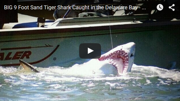 K ONE 3D: BIG 9 Foot Sand Tiger Shark Caught in the Delaware Bay ...