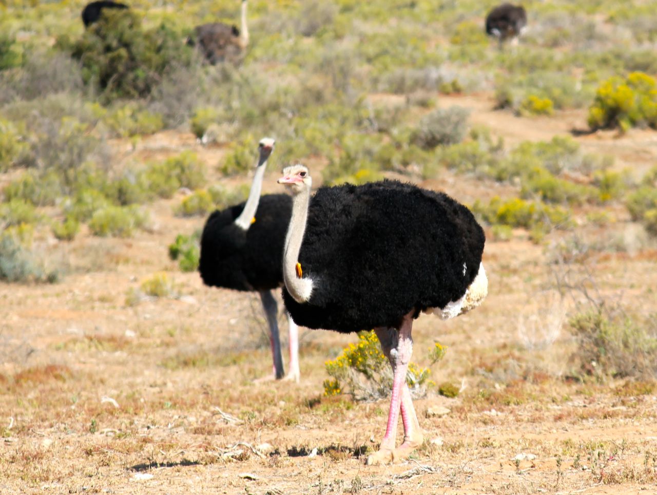 Tales from the Tulls: Amazing Birds