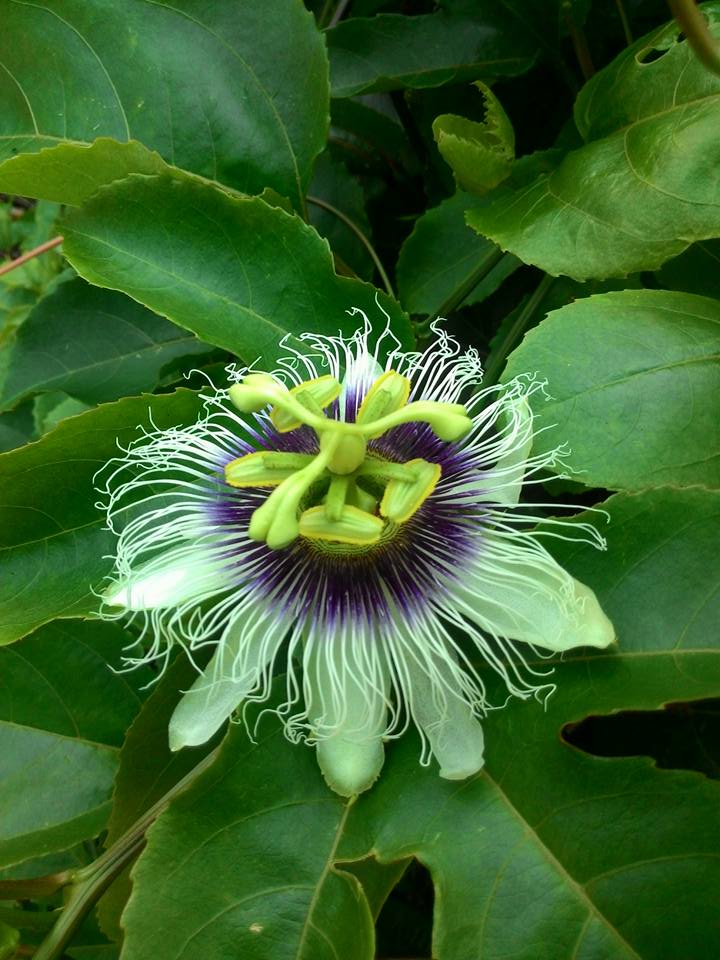 Hang Kebun: BUAH MARKISA