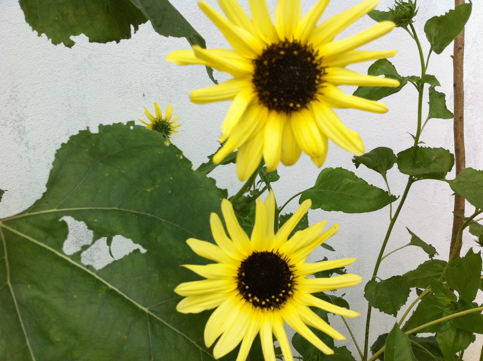 My Experimental Garden: Italian white sunflower