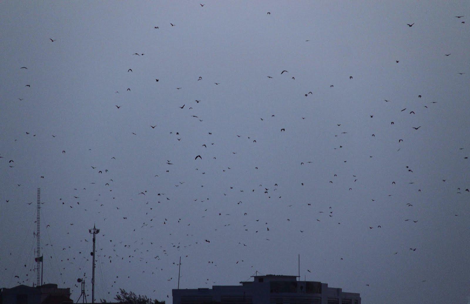 5, les roussettes saint-louisiennes sont bénies