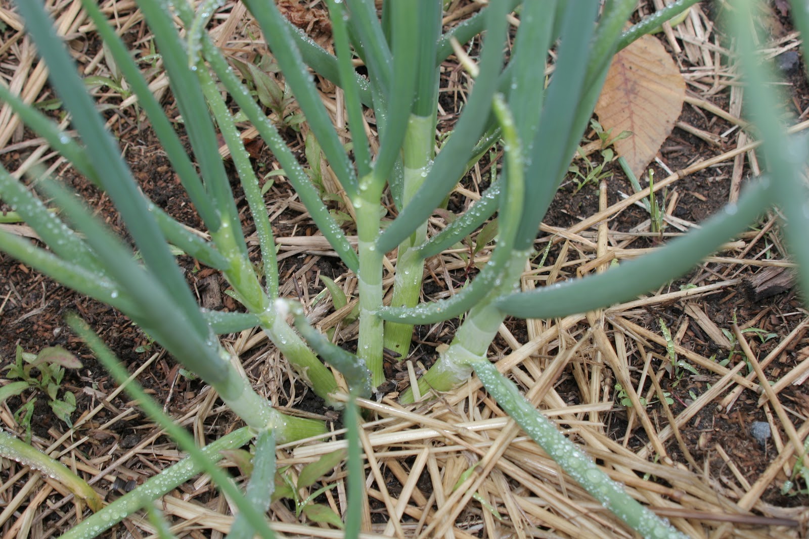 Heather's Homemaking: Perpetual Onions