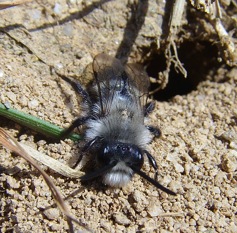 JRandSue: Mining-Bees