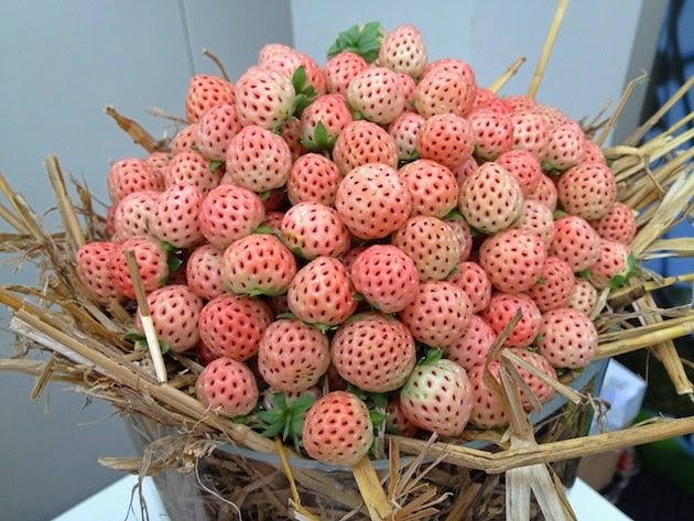 Pineberry | O Morango Branco e Sabor de Abacaxi (Morango Abacaxi)