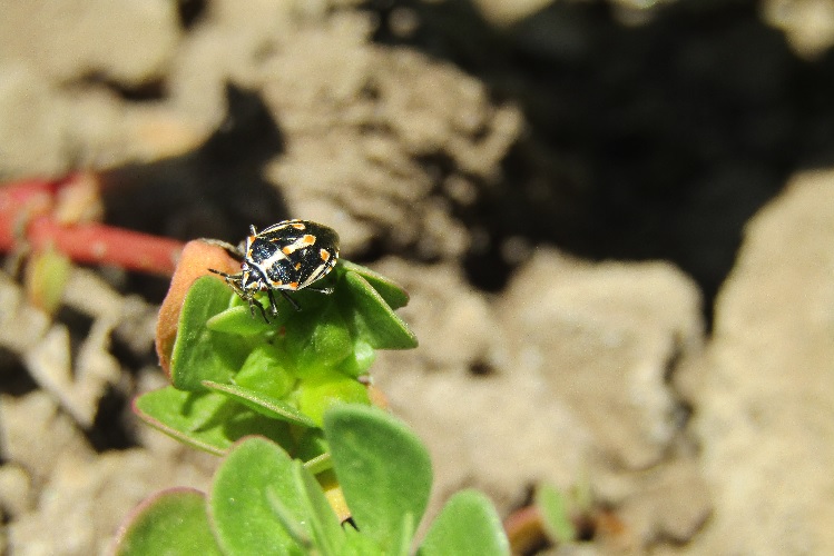 Temen expansión de plaga de chinche africano