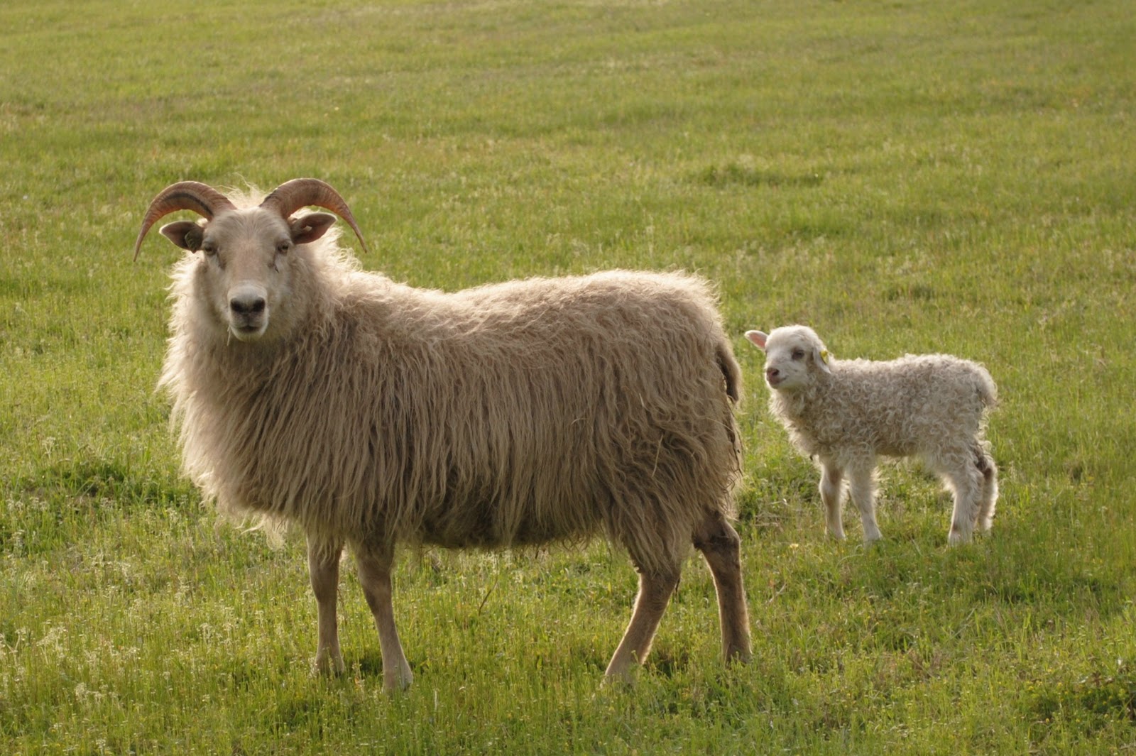 OLDESOUTH FARM: Spring Continues and we love it!