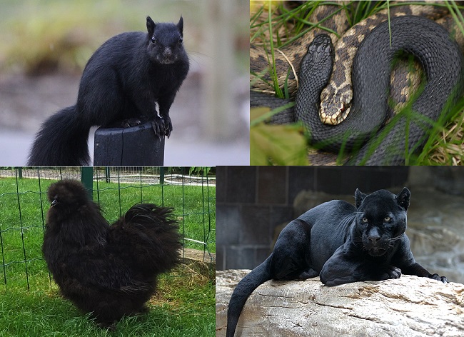 Razas, variedades y subespecies: ¿son lo mismo?