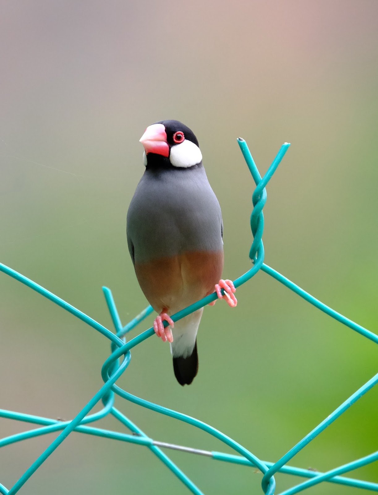 Mike is the name Birding is the game ( Birding in Malaysia - Malaysian ...