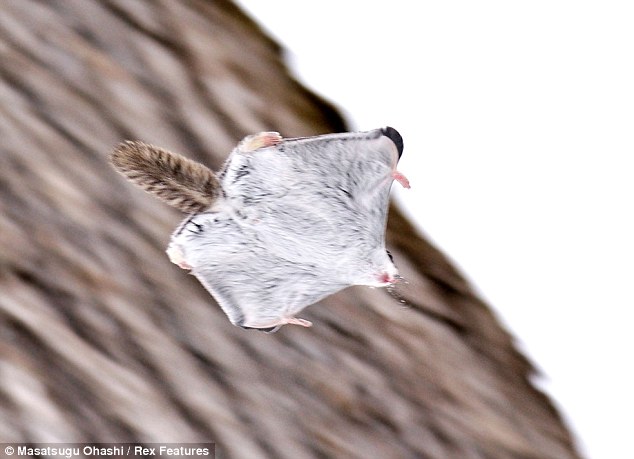 White Wolf : Flying squirrels of Siberia pop out to say hello (Photos ...