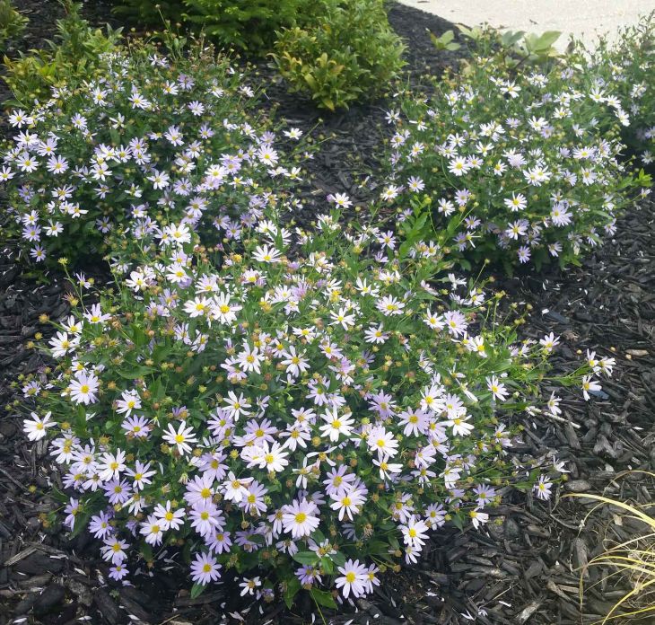 Future Plants by Randy Stewart: Kalimeris - Japanese Aster