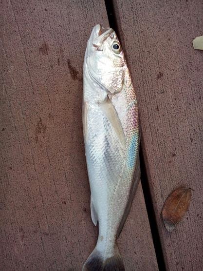 Changi beach Catch report ~ Fishing Kims