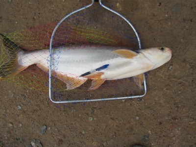 antara sejarah dan nostalgia: Tangguk Bertuah