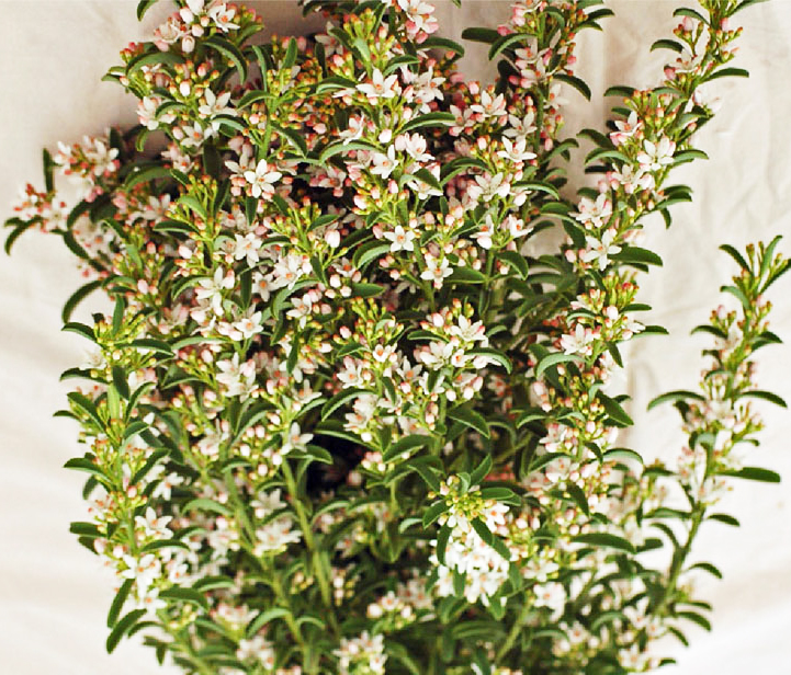 A Passion for Flowers: In the Field: Eriostemon