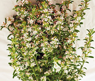 A Passion for Flowers: In the Field: Eriostemon