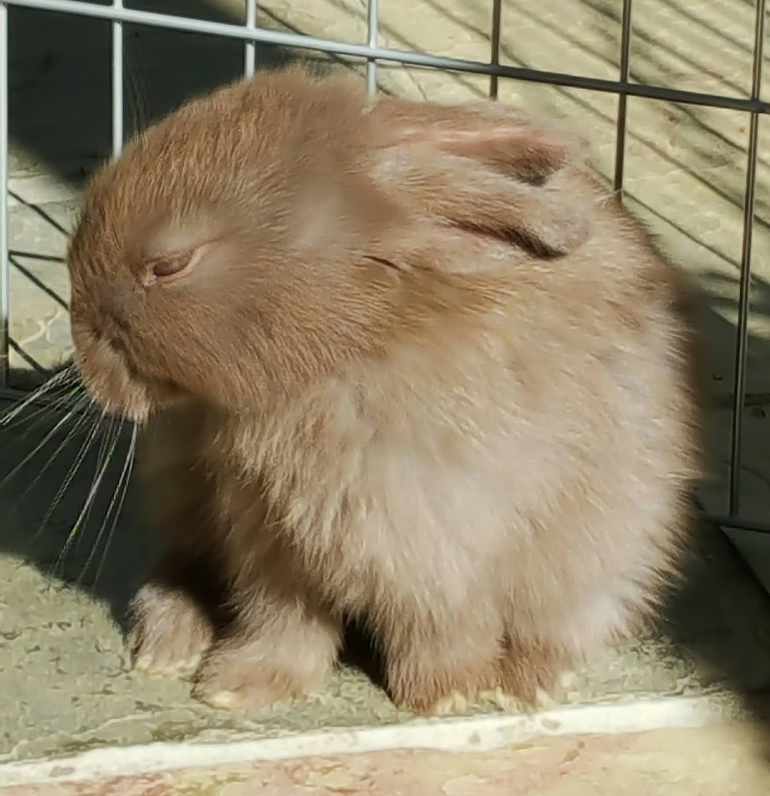 Rabbit Rescue Sanctuary: BABY RABBITS FOR ADOPTION IN TWEED HEADS ...