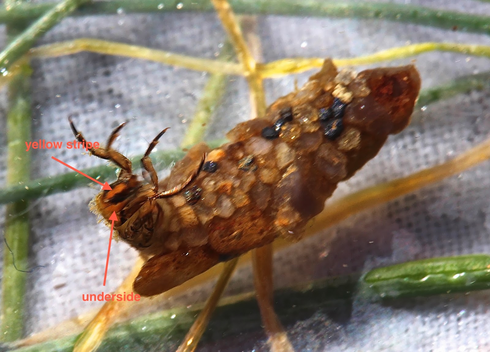 Aquatic Insects of Central Virginia: Color at last: mature small winter ...