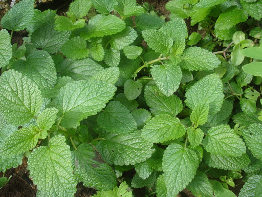 Temperate Climate Permaculture: Aromatic Pest Confusers for a Temperate ...