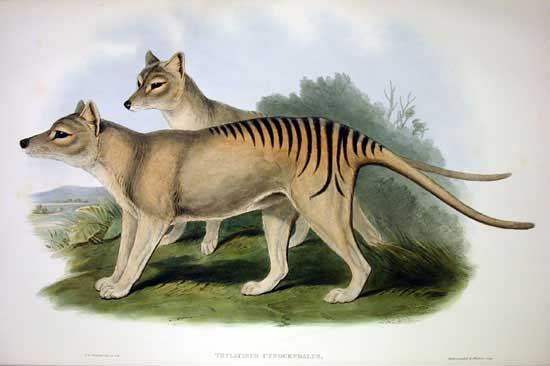 Extinct Monotremes