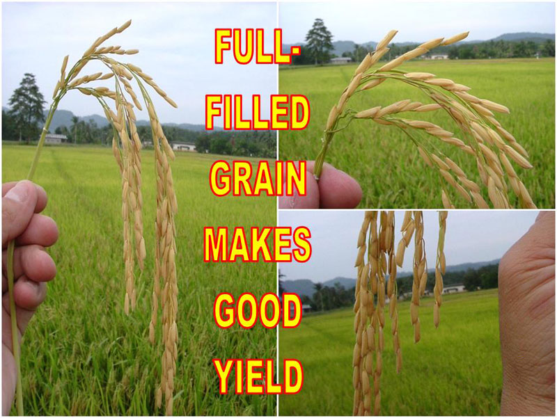 Baja Padi Terbaik Di Asia ~ Reynox Malaysia