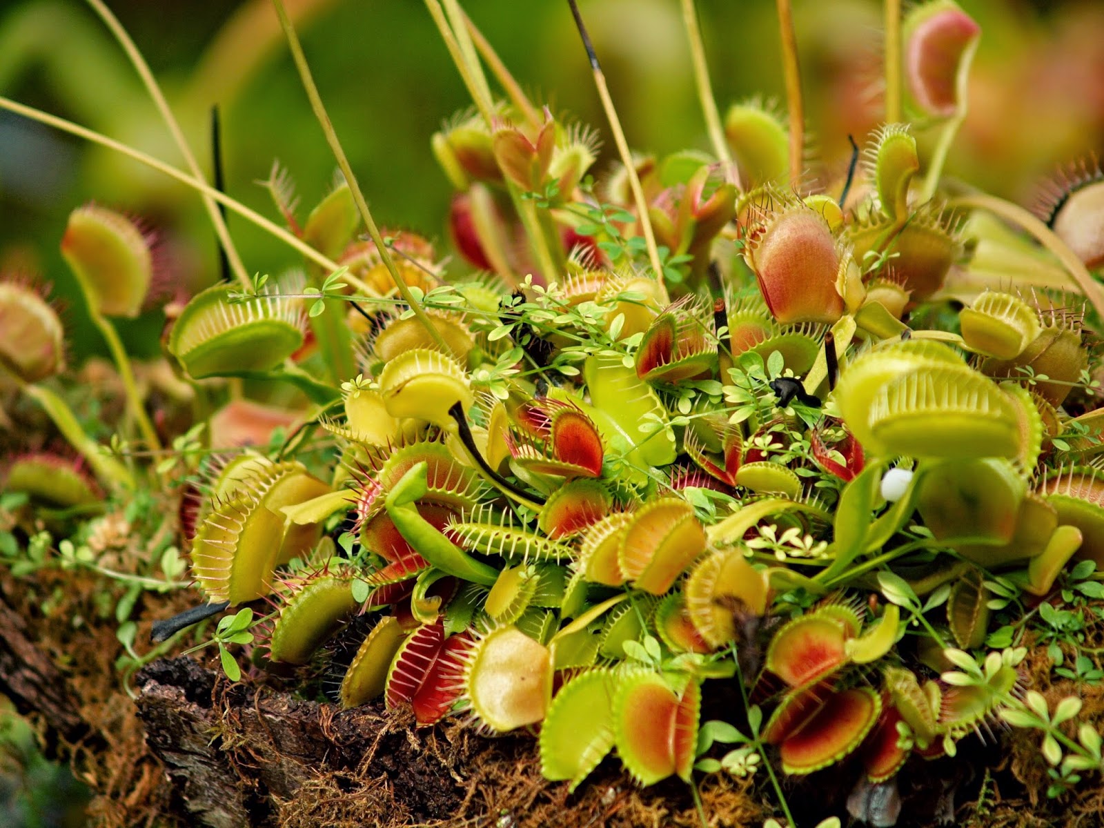 Blok888: Top 10 Amazing Carnivorous Plants in the world