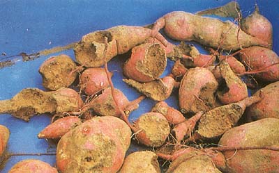 Karakteristik Umbi-Umbian - GiziKlinikKu